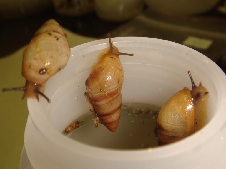 Bulimulus guadalupensis – Hawaiian Land Snail Conservation