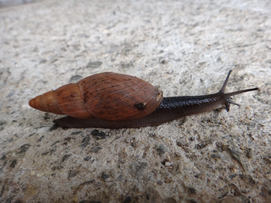 Euglandina rosea – Hawaiian Land Snail Conservation